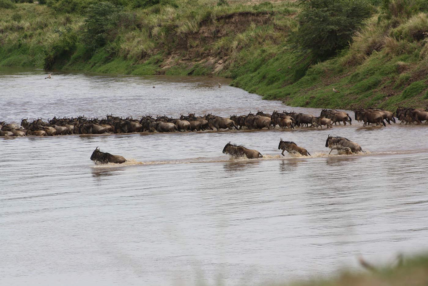 14 Days Great Migration & Zanzibar Beach holiday - Kalala Tours